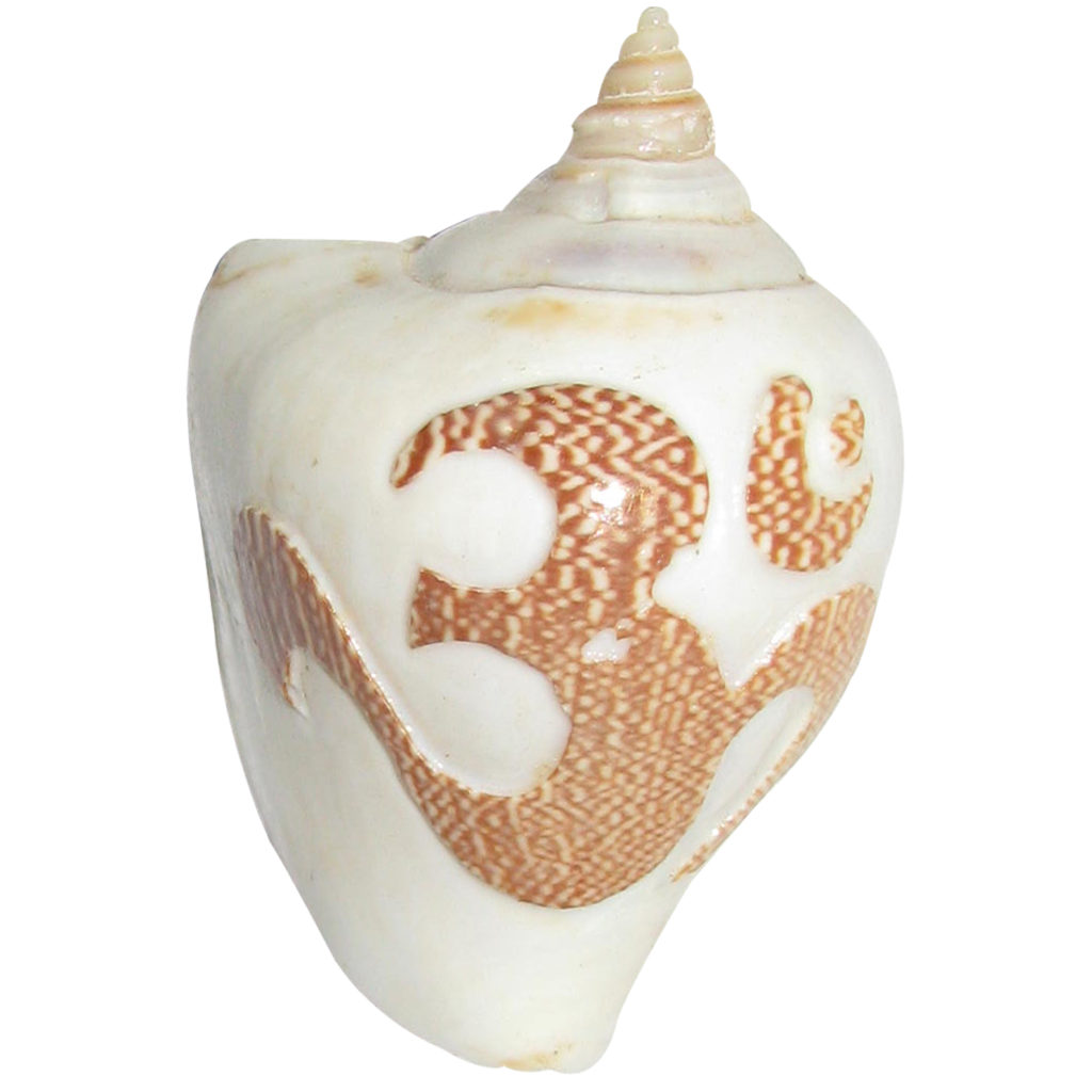 Garuda Shankh Conch 5.5inch - A0350-04 - Aadhyathmika Kendra Chennai