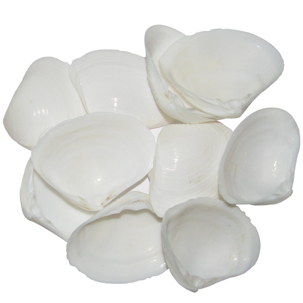 Natural Smooth Sea Shell Kadal Chippi White Samudrapu Gavvalu Kadal ...
