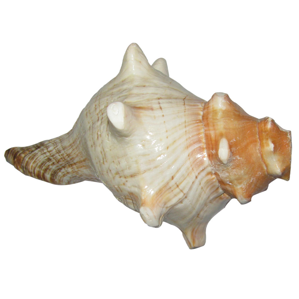 Natural Garuda Shankh Conch Sea Shell - A0350-07 - Aadhyathmika Kendra ...