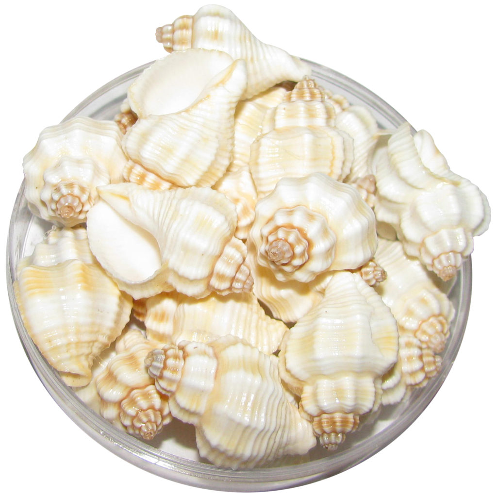 Small Shankh Sea Shells Ivory (11 Pieces)- S910998 - Aadhyathmika ...