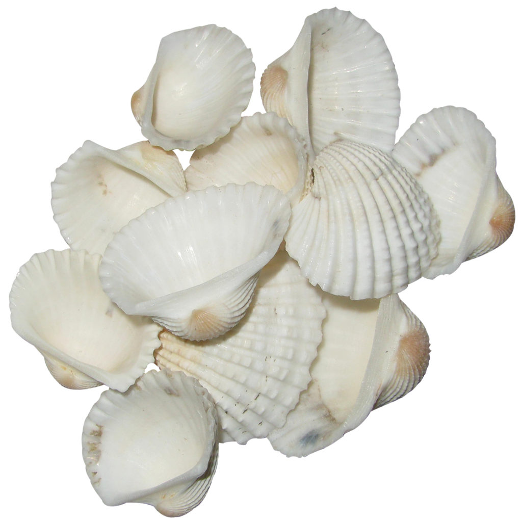 Natural Sea Shell Kadal Chippi White Samudrapu Gavvalu Kadal Chippi ...