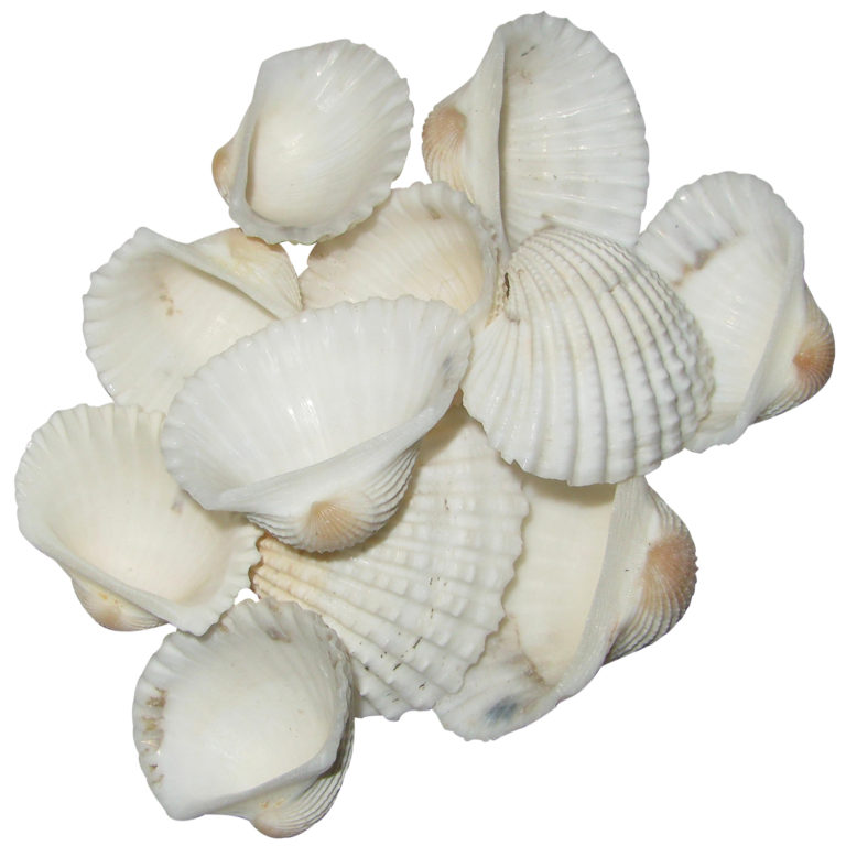 Natural Sea Shell Kadal Chippi White Samudrapu Gavvalu Kadal Chippi ...