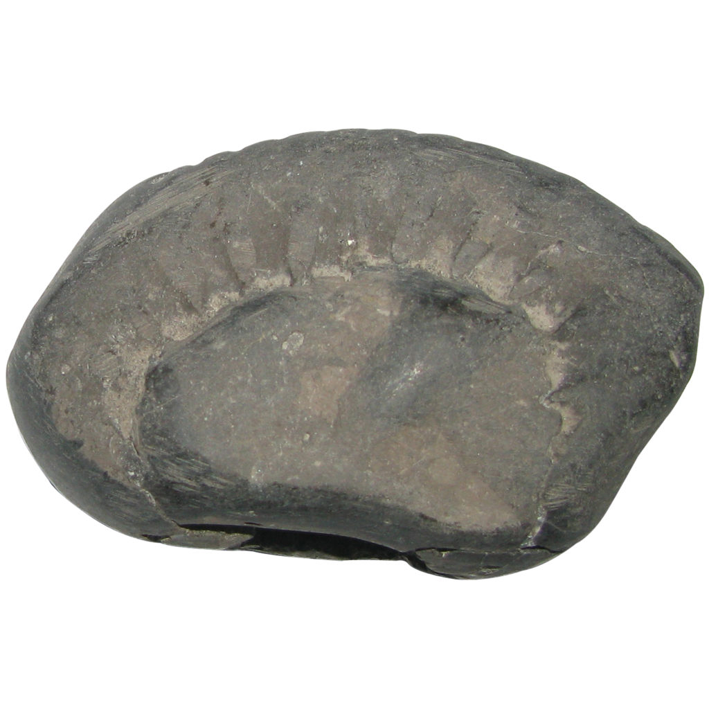 Lakshmi Narasimha Shaligram Shila Saligram Sila Salagram Stone ...