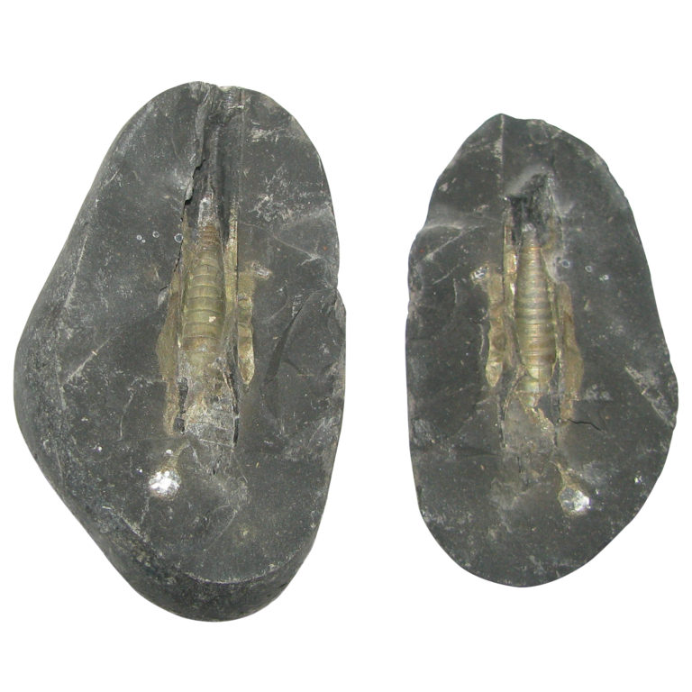 Shivling Lingam Golden Shaligram Shila Saligram Sila Salagram Stone ...