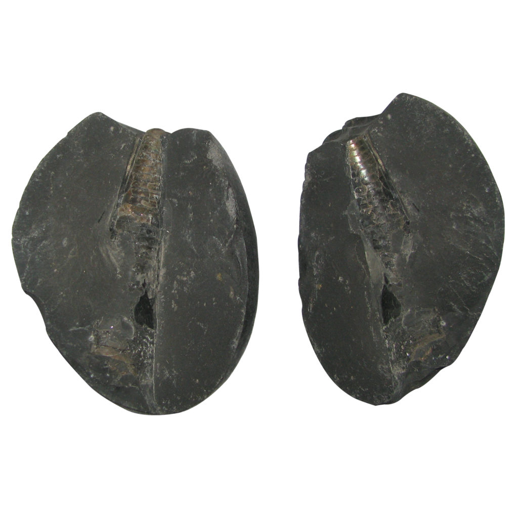 Natural Swarna Shivaling Shaligram Shila Saligram Sila Salagram Stone ...