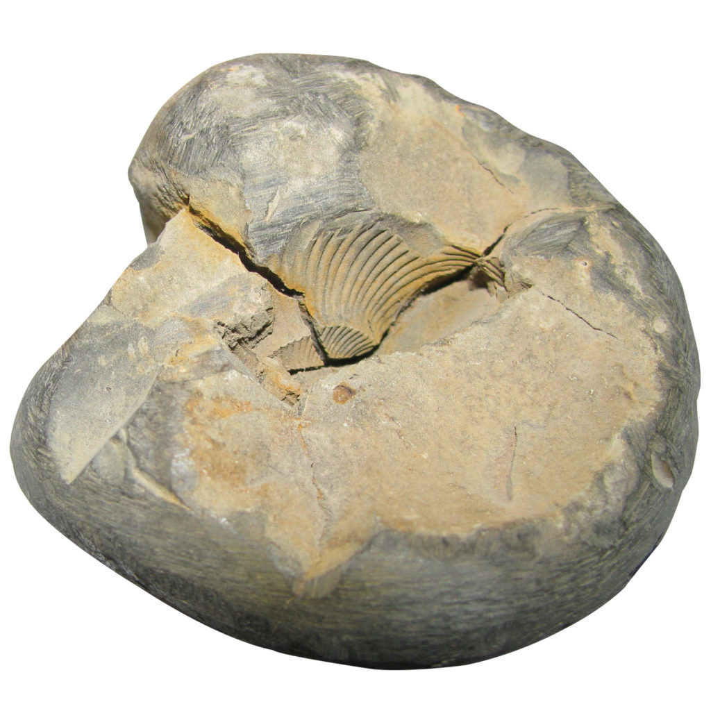 Aadhyathmik Vishwambhara Shaligram Shila from Nepal Gandhaki Nadhi 100% ...