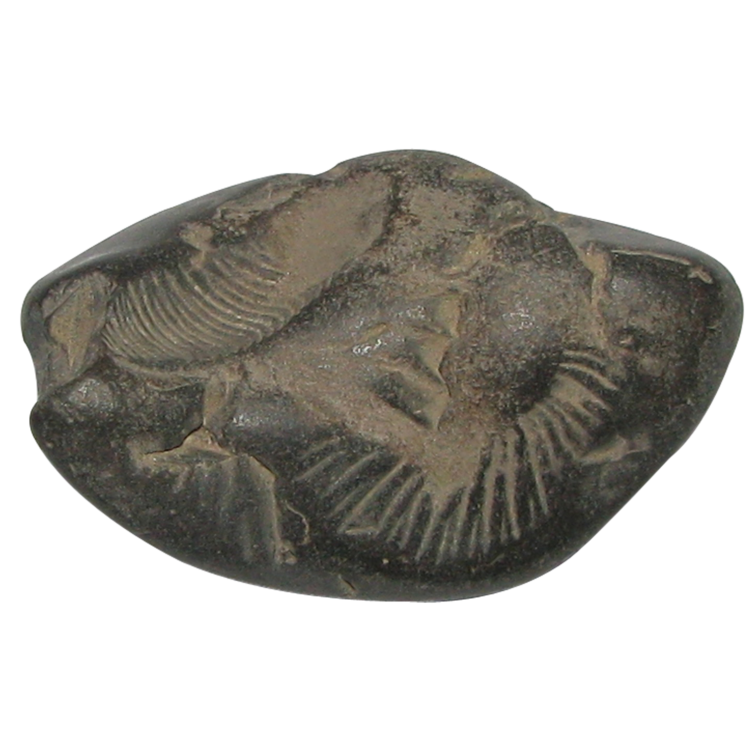 Shaligram Shila Saligram Sila Salagram Stone Saligramam Murti Of ...