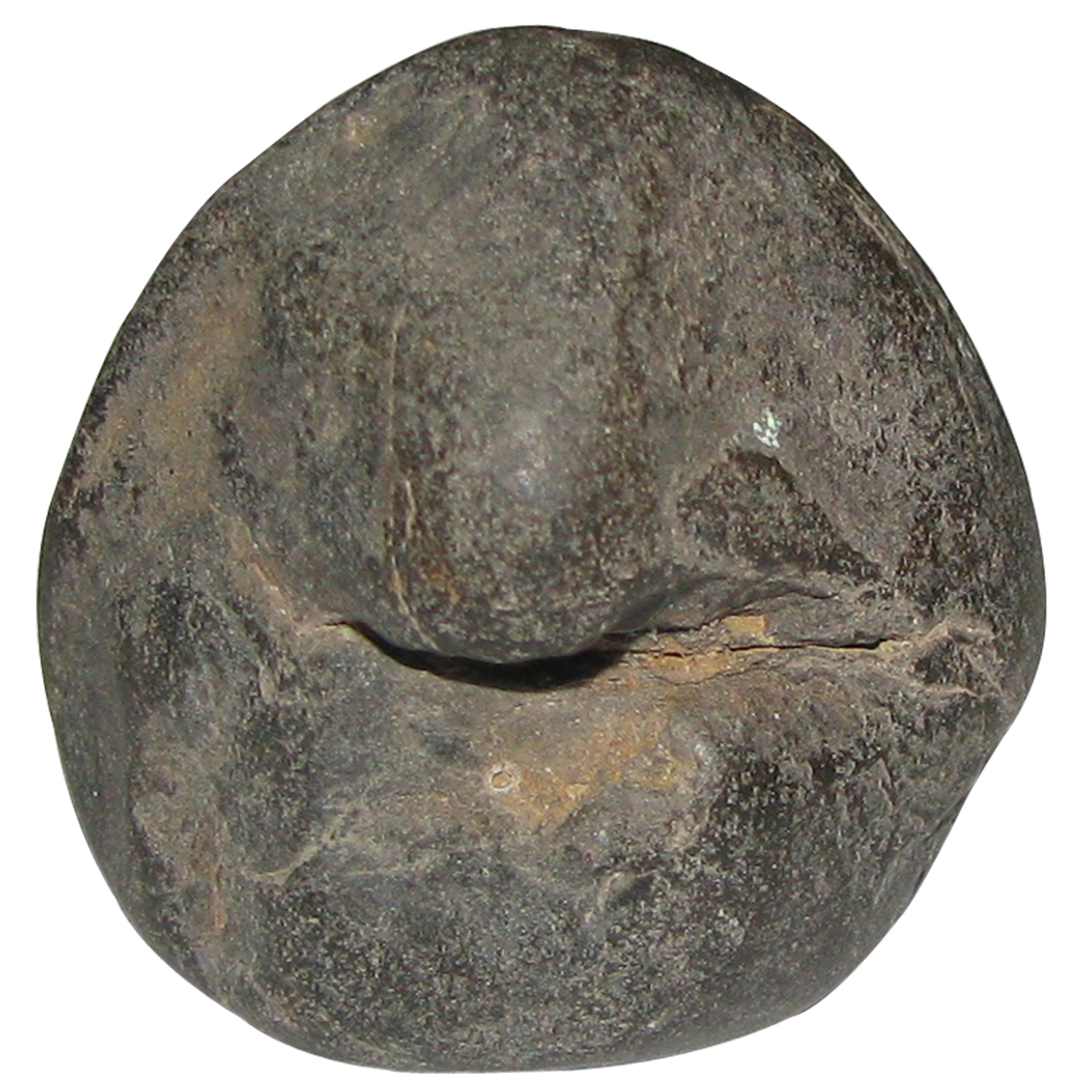 Garuda Shaligram Shila Saligram Sila Salagram Stone Saligramam Murti Of ...