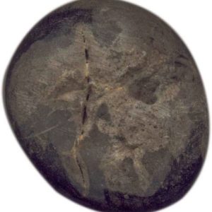 Shaligram Shila Saligram Sila Salagram Stone Saligramam Murti Of ...