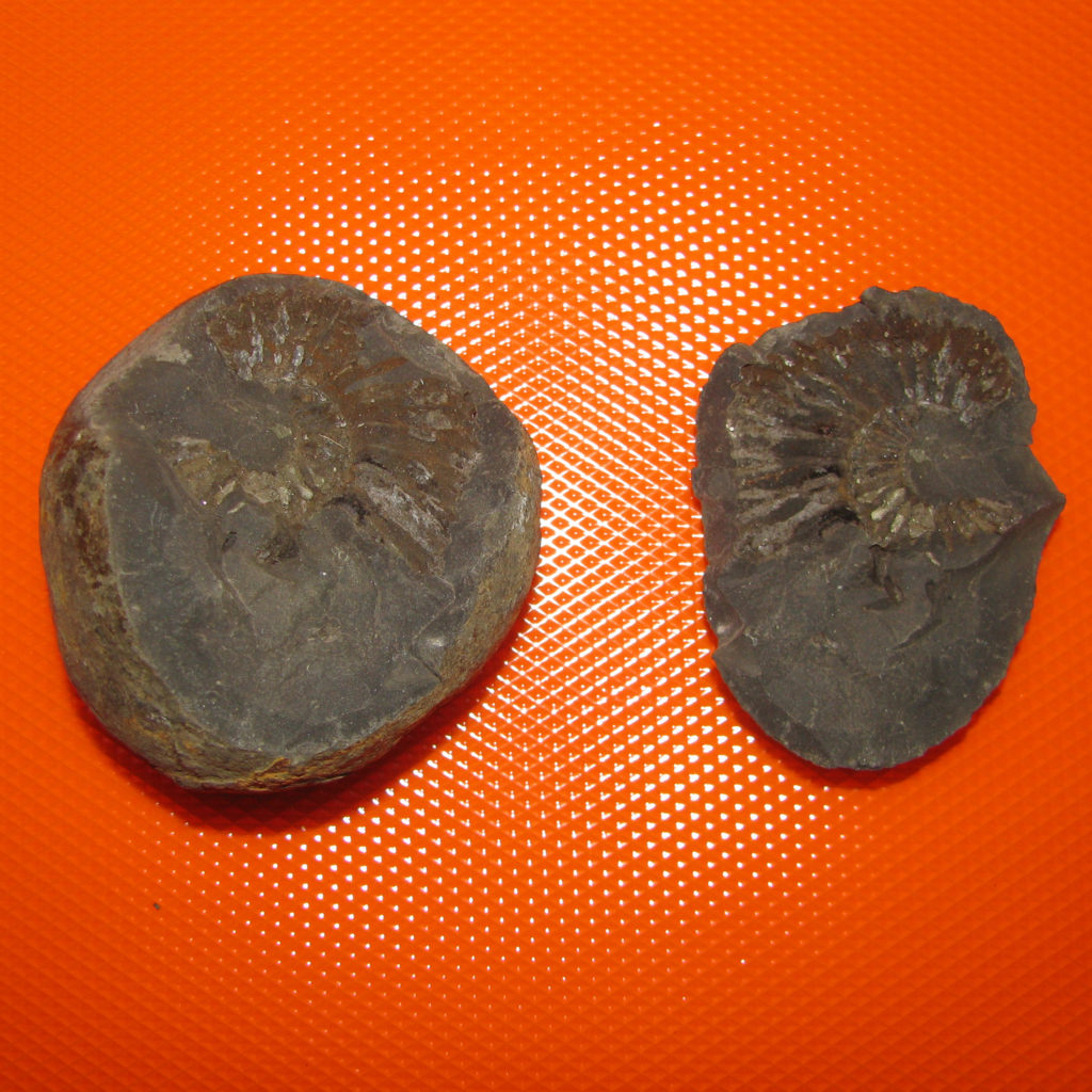 Lakshmi Narayana Shaligram Shila Saligram Sila Salagram Stone ...