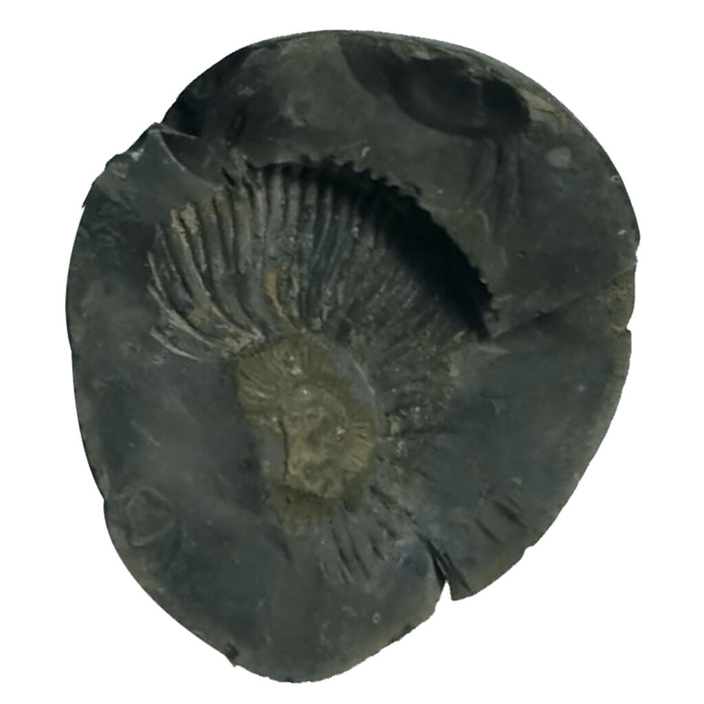 Aadhyathmik Vishwambhara Shaligram Shila from Nepal Gandhaki Nadhi 100% ...