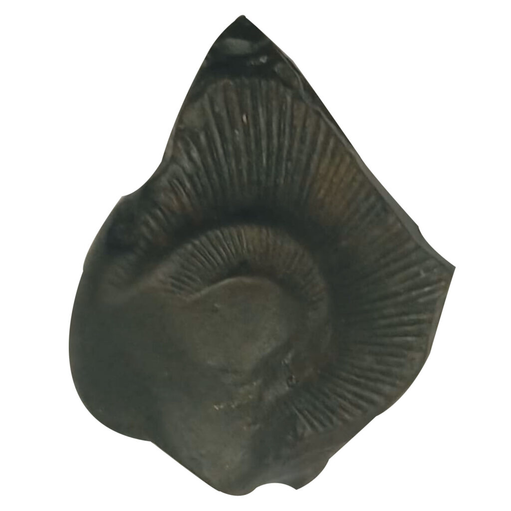 Aadhyathmik 100% Original Natural Sacred Nemali Pincham Mor Pankh Mayil ...