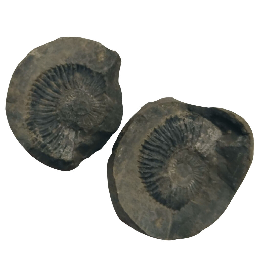 Aadhyathmik 100% Original Natural Sacred Nemali Pincham Mor Pankh Mayil ...