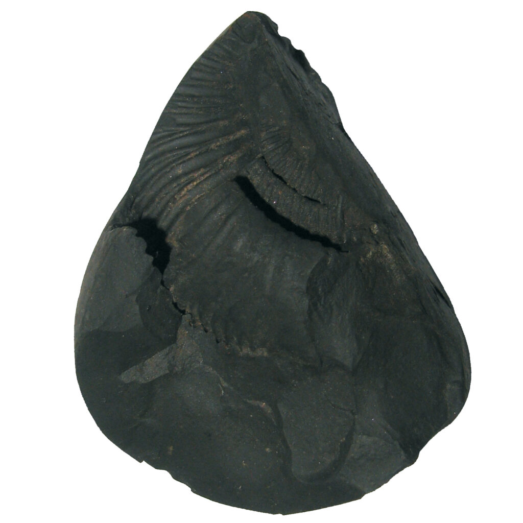 Shiva Lingam Sivalinga Shaligram Shila Saligram Sila Salagram Stone ...