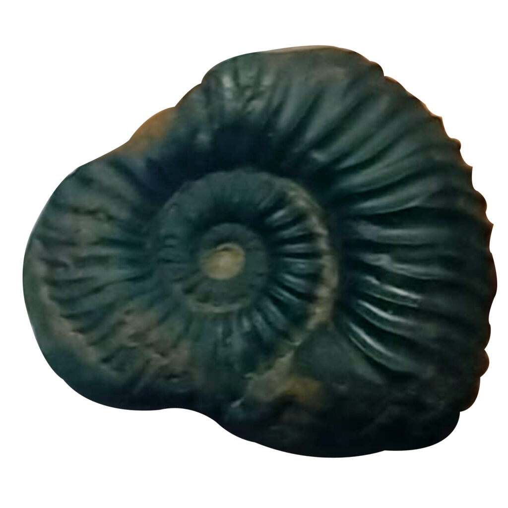 Shaligram Archives - Aadhyathmika Kendra Chennai