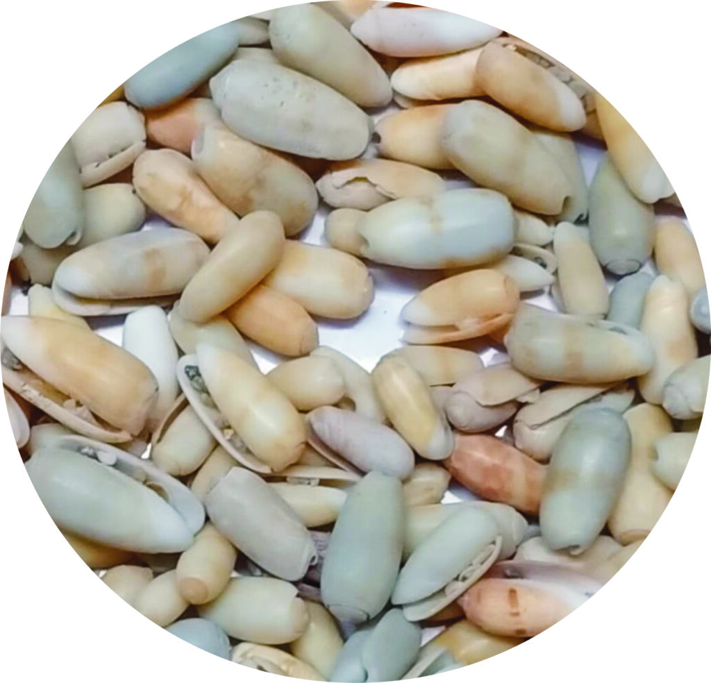 S9035-13 - Aadhyathmik Consecrated Natural Mangal Kuja Angaraka Shankh ...