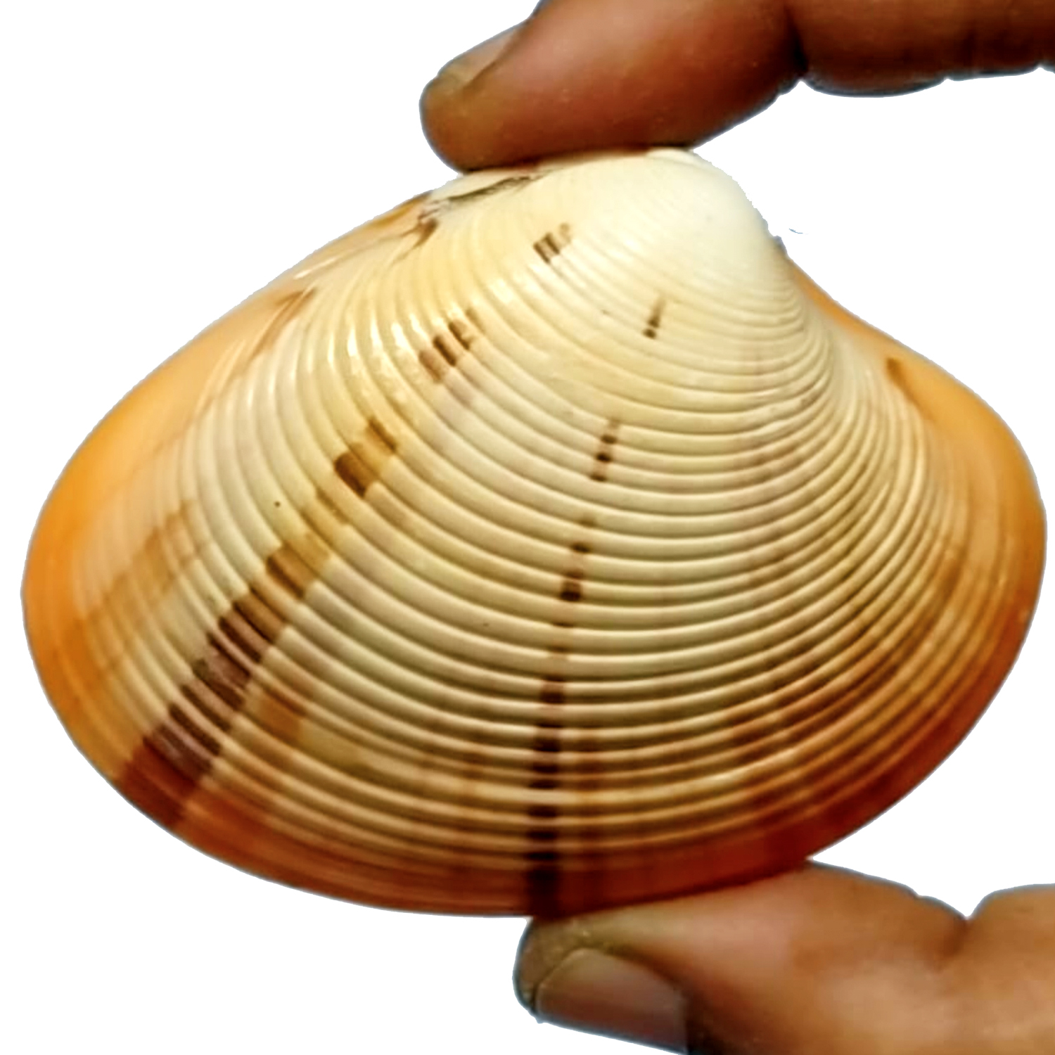 S9035-17 - Aadhyathmik Consecrated Natural Rathi Manmadh Samudhra ...