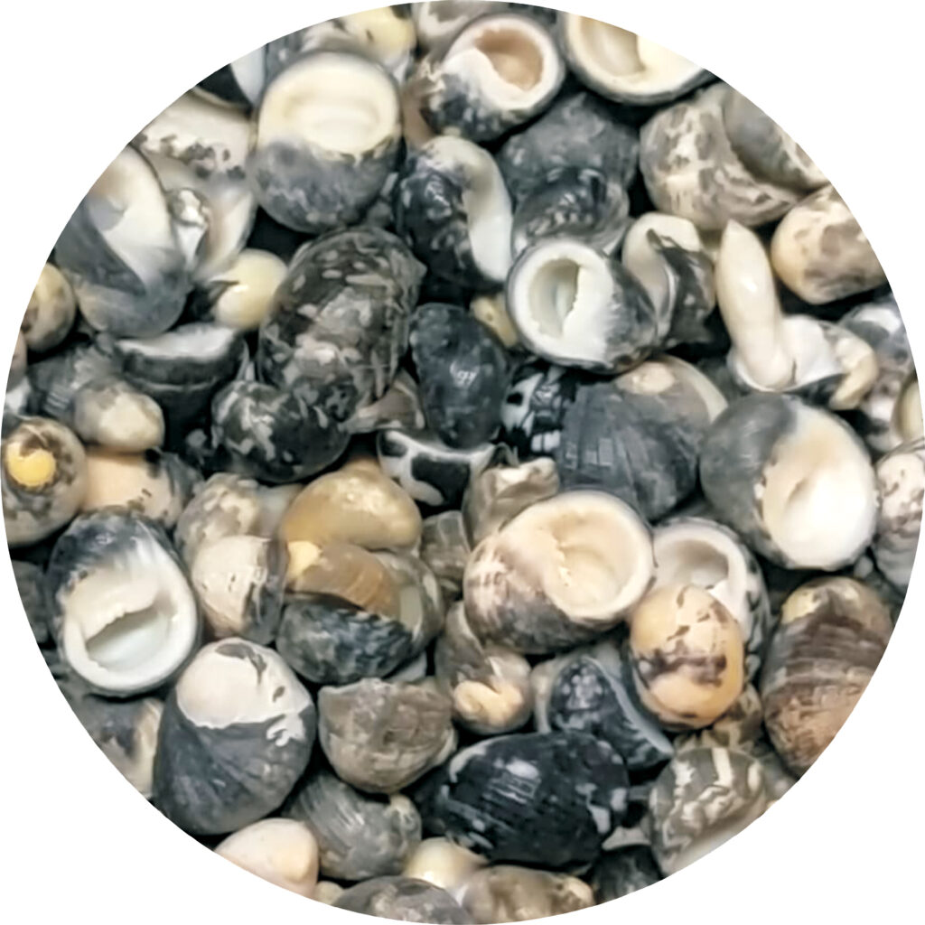 S9035-19 - Aadhyathmik Consecrated Natural Shani Sankh 15mm - 7 Pieces ...