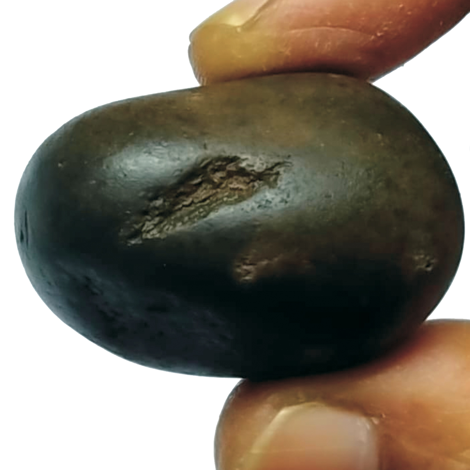 S9067-108 - Aadhyathmik 100% Original Natural Sacred Damodhar Shaligram ...