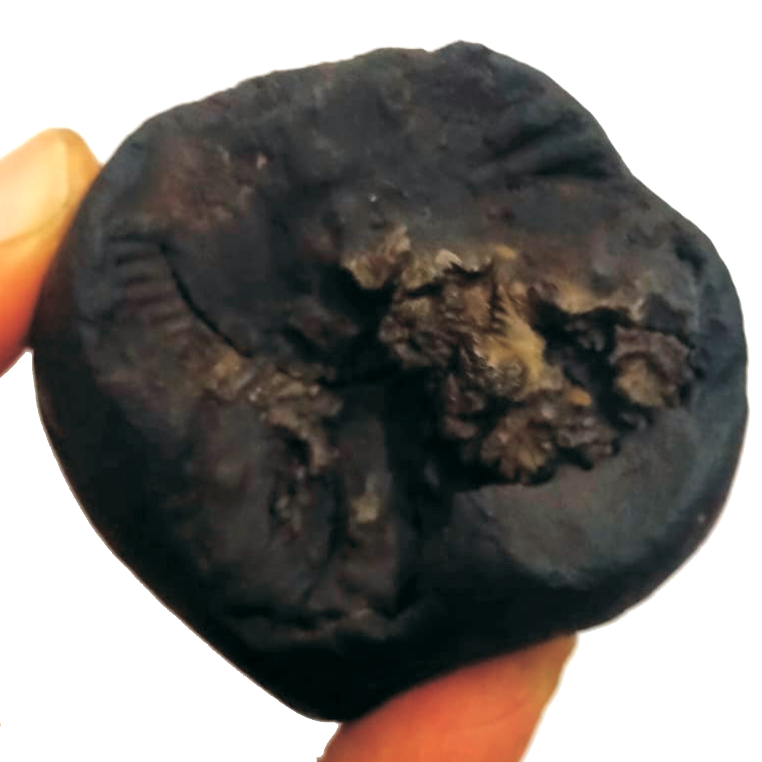 S9067-112 - Lakshmi Shaligram Aadhyathmik 100% Original Natural Sacred ...