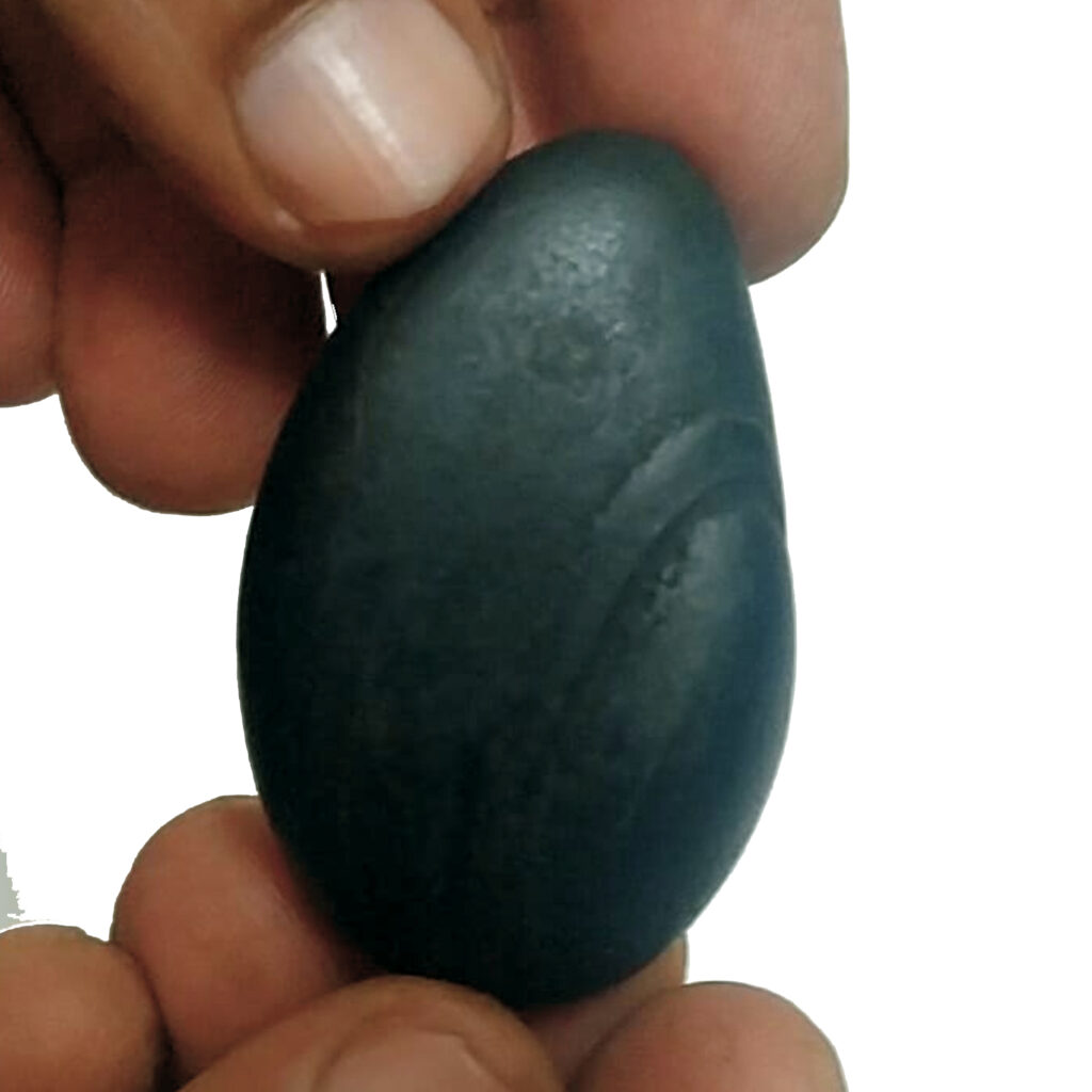 S9067-72-02 - Aadhyathmik Mohini Shaligram Shila from Nepal Gandhaki ...