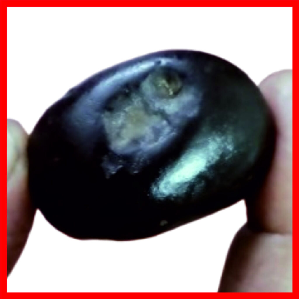 Buy Hayagreeva Shaligram Aadhyathmik Original Natural Nepal